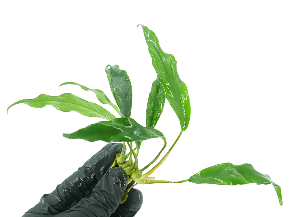 Anubias sp. – Page 2 – Aquatic Arts