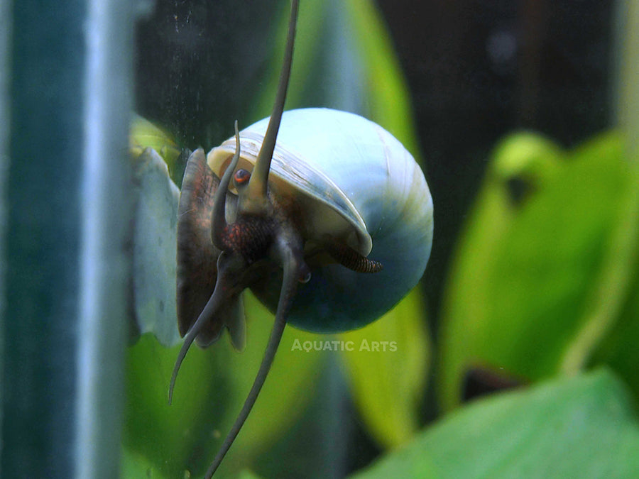 Blue Mystery Snails (Pomacea bridgesii) - Aquatic Arts