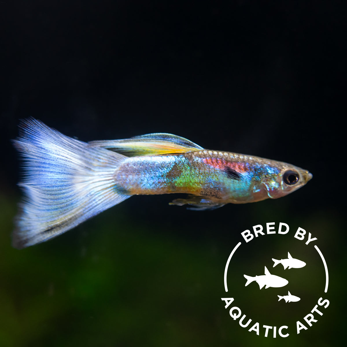 Blue Satin Pearl Tail Guppy (Poecilia reticulata "Gaga"), BREDBY: Aqua ...