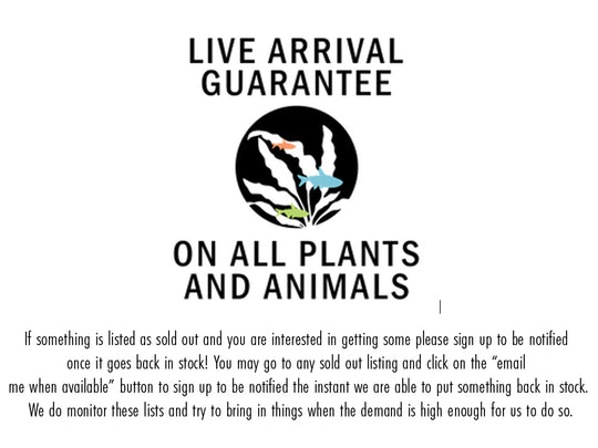 Blue Green Emerald Shrimp (Neocaridina davidi), BREDBY: Aquatic Arts