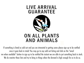 Neon Red Crayfish - Aquatic Arts