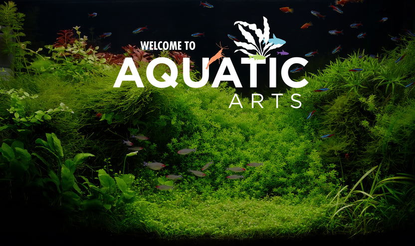 Freshwater Fish Store | Buy Live Fish Online - Aquatic Arts