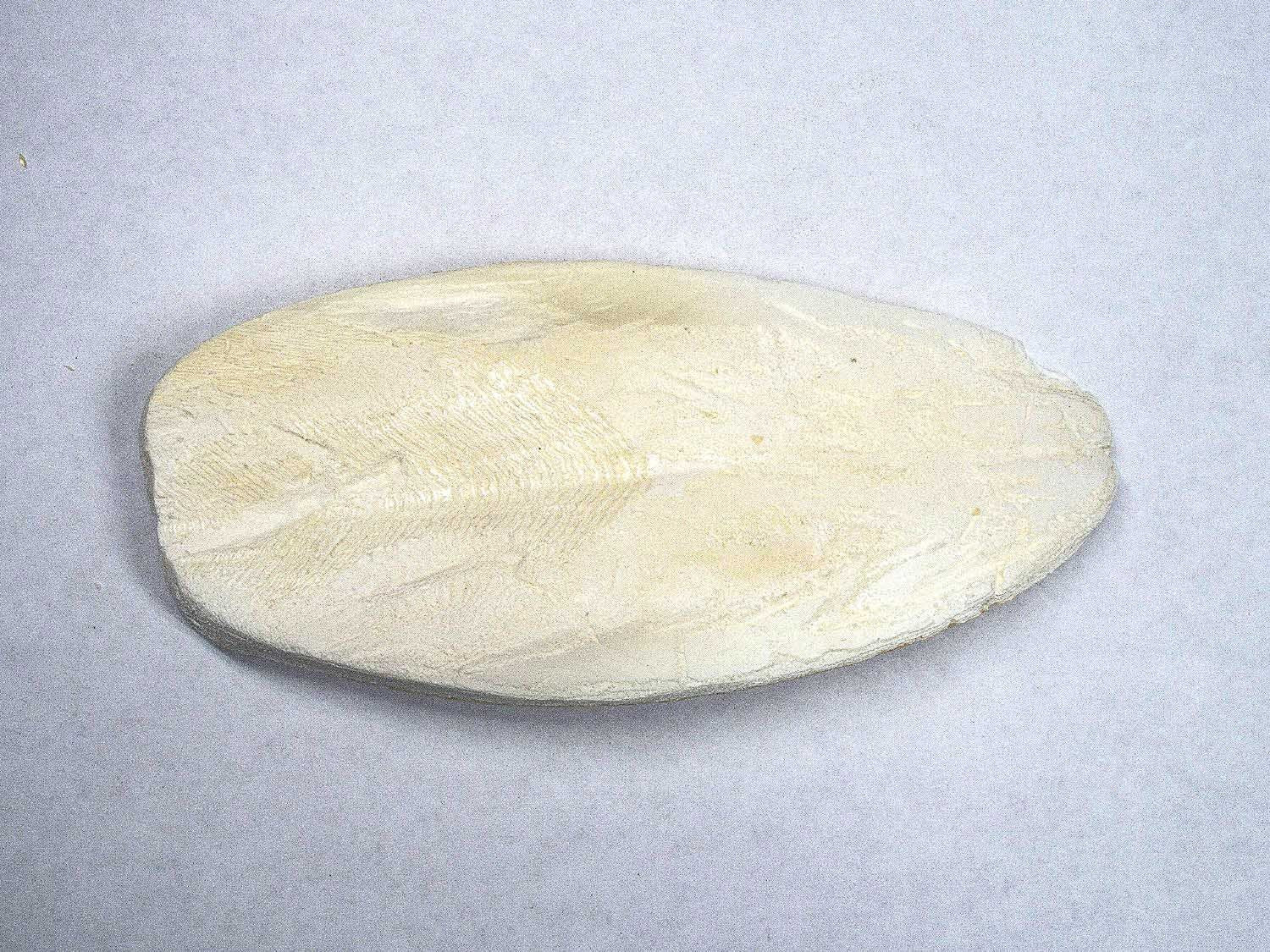 Cuttlebone for Aquariums - Aquatic Arts on sale today for $ 5.99