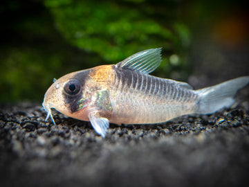 Adolfo's Cory Catfish (Corydoras adolfoi), Tank-Bred! - Aquatic Arts