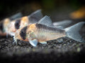 Adolfo's Cory Catfish (Corydoras adolfoi), Tank-Bred! - Aquatic Arts
