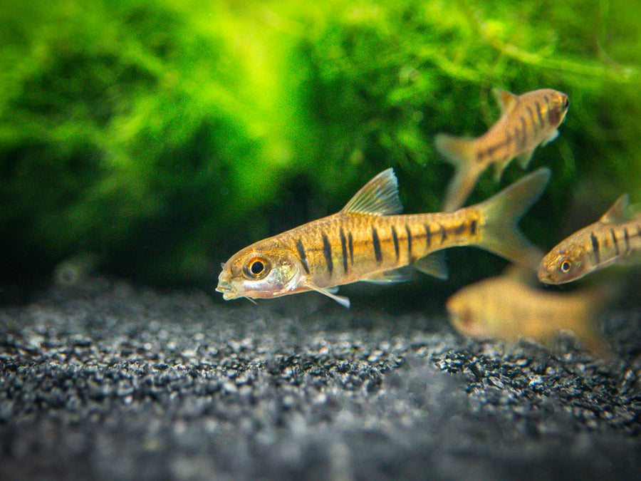 African Banded Barb (Barbus fasciolatus), Tank-Bred! - Aquatic Arts
