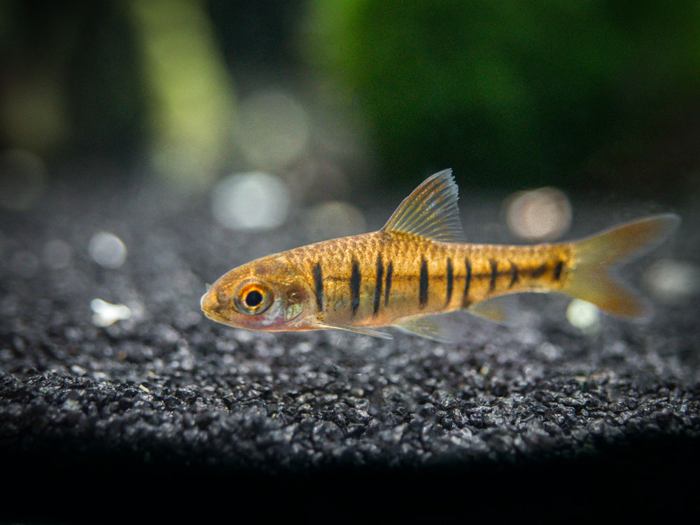 African Banded Barb (Barbus fasciolatus), Tank-Bred! - Aquatic Arts