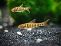 African Banded Barb (Barbus fasciolatus), Tank-Bred! - Aquatic Arts