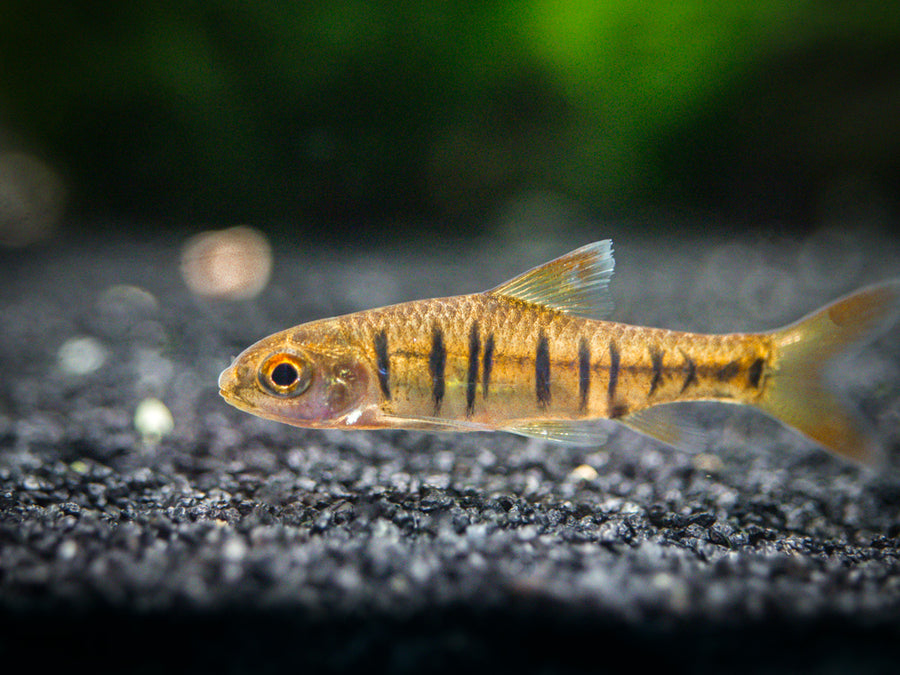 African Banded Barb (Barbus fasciolatus), Tank-Bred! - Aquatic Arts