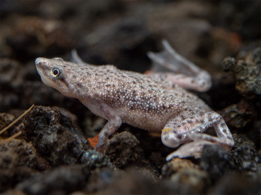 Dwarf African Frog (Hymenochirus curtipes), Tank-Bred - Aquatic Arts
