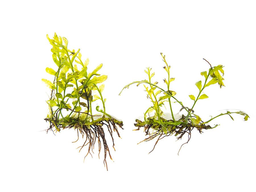 African Water Fern (Bolbitis heudelotii) - Aquatic Arts