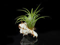 Tillandsia Air Plant Shell Kit - Includes 3 Live Plants and 3 Hand ...