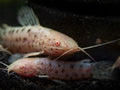 Albino Spotted Hoplo Catfish (Megalechis thoracata) - Aquatic Arts