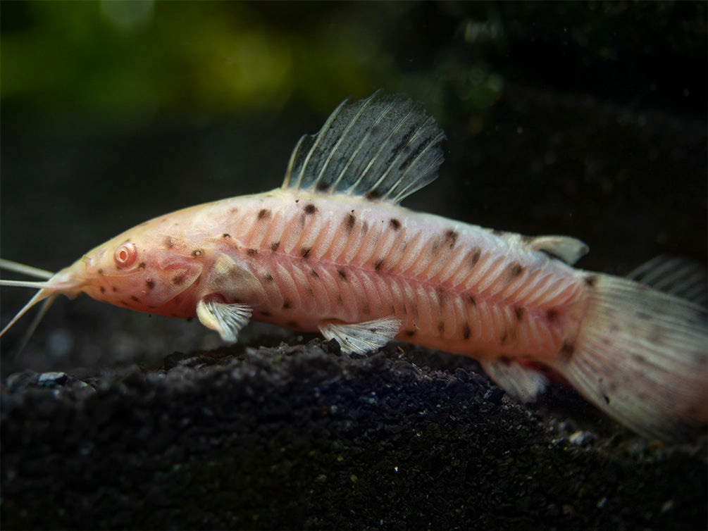 Albino Spotted Hoplo Catfish (Megalechis thoracata) - Aquatic Arts on ...