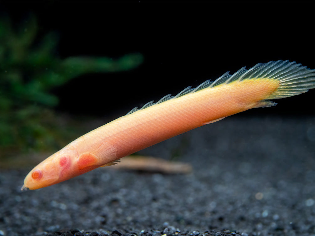 Albino Senegal Bichir (Polypterus senegalus), Tank-Bred - Aquatic Arts