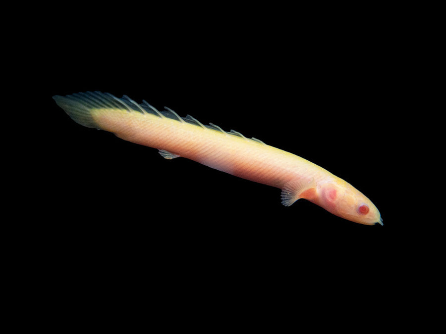 Albino Senegal Bichir (Polypterus senegalus), Tank-Bred - Aquatic Arts