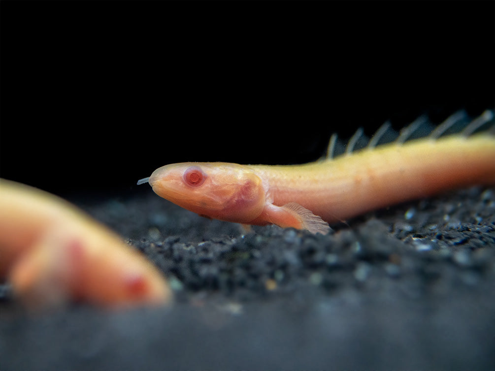Albino Senegal Bichir (Polypterus senegalus), Tank-Bred - Aquatic Arts