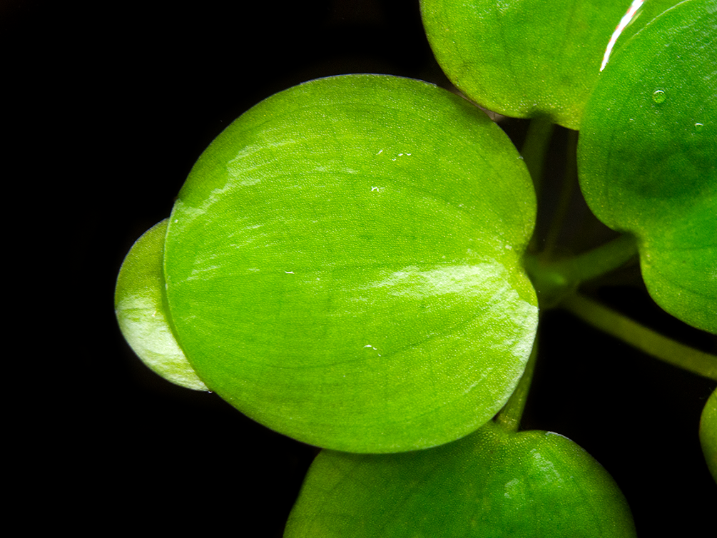 Amazon Frogbit (Limnobium laevigatum), - Aquatic Arts