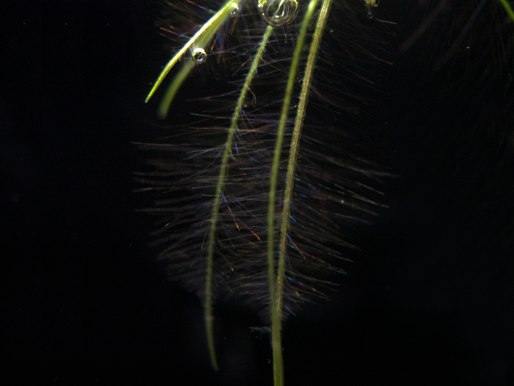 Amazon Frogbit (Limnobium laevigatum), - Aquatic Arts on sale today for ...