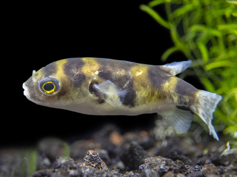 Amazon Puffer (Colomesus asellus) - Aquatic Arts