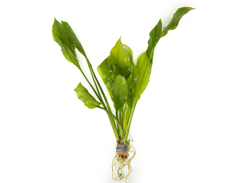 Sword Plants – Aquatic Arts