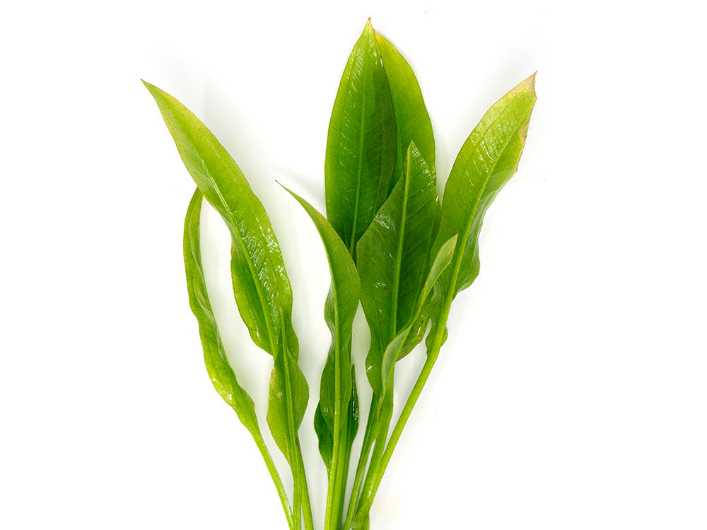 Sword Plants – Aquatic Arts