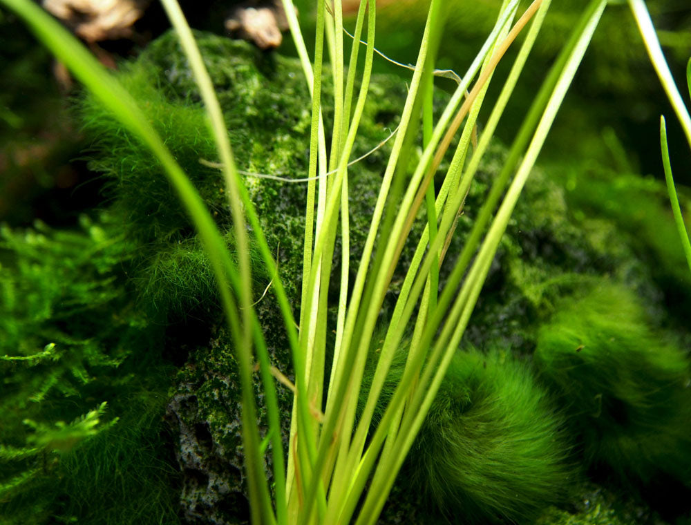 American Shoreweed (Littorella uniflora), clump – Aquatic Arts