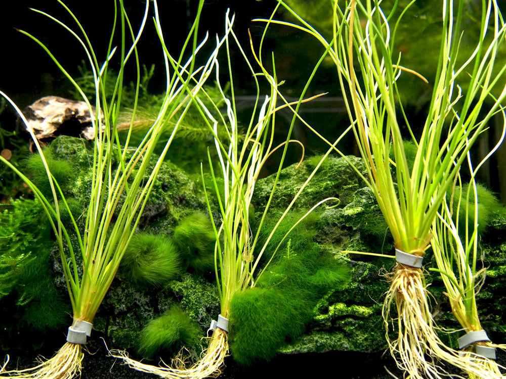 American Shoreweed (Littorella uniflora), clump – Aquatic Arts