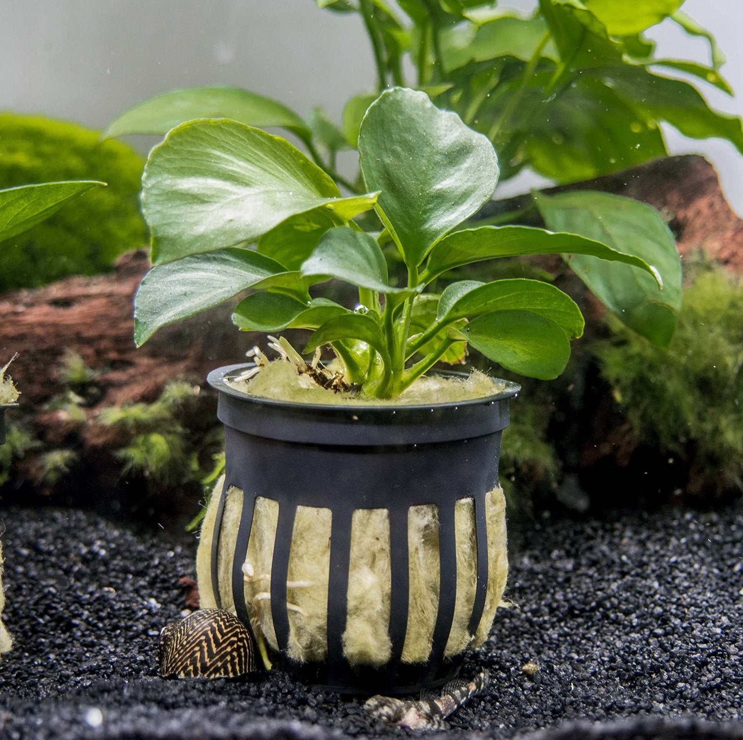 Anubias sp. – Page 2 – Aquatic Arts