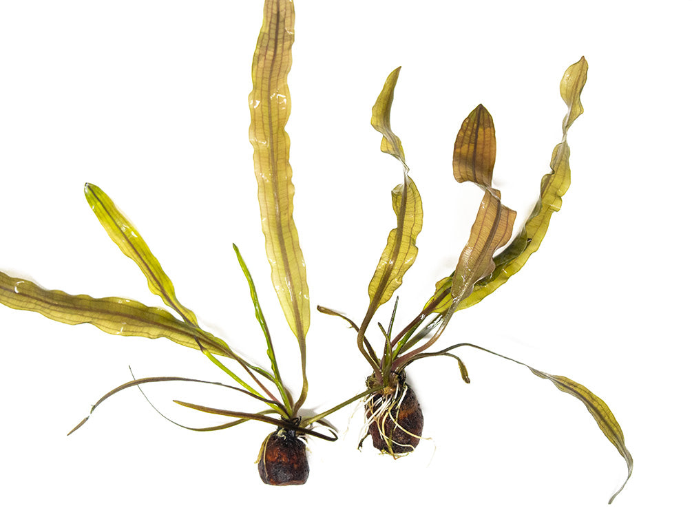 Aponogeton Capuronii