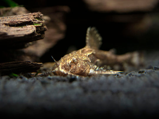 Asian Stone Mini Catfish (Hara jerdoni) - Aquatic Arts