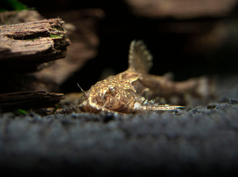 Asian Stone Mini Catfish (Hara jerdoni) - Aquatic Arts