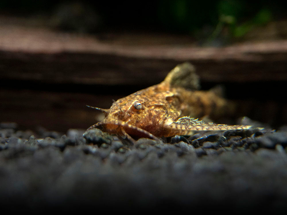 Asian Stone Mini Catfish (Hara jerdoni) - Aquatic Arts on sale today ...