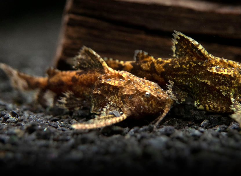 Asian Stone Mini Catfish (Hara jerdoni) - Aquatic Arts