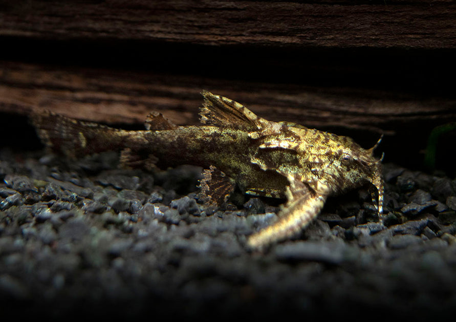 Shrimp Safe Fish (all shrimp) – Aquatic Arts