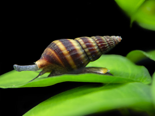 Assassin Snails - Pest Snail Removal - Aquatic Arts