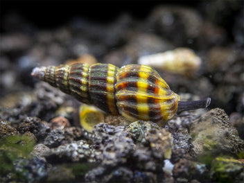 Assassin Snails - Pest Snail Removal - Aquatic Arts