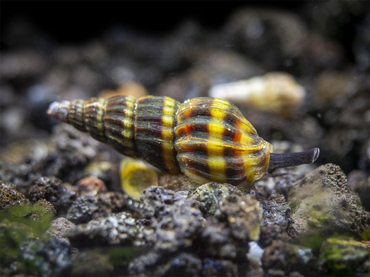 Assassin Snails - Pest Snail Removal - Aquatic Arts
