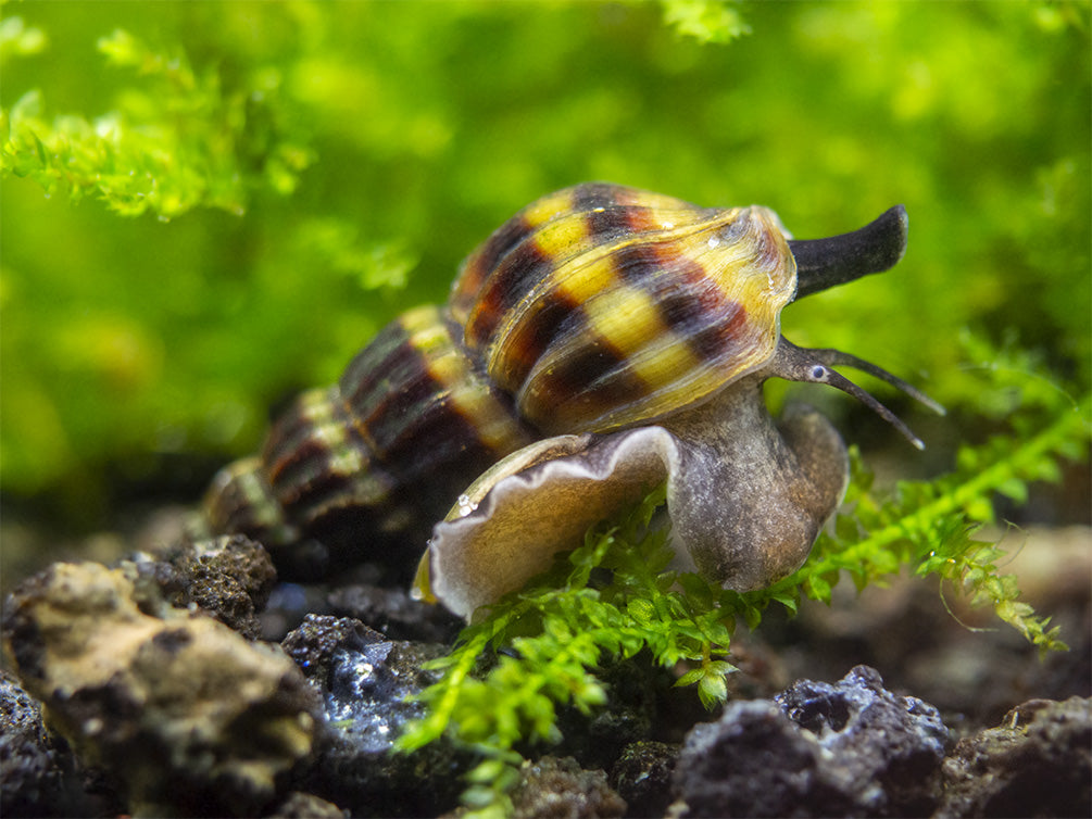 Assassin Snails - Pest Snail Removal - Aquatic Arts