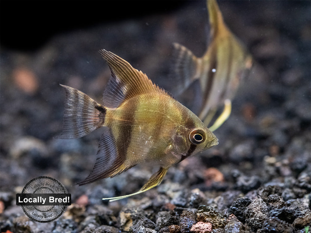 Assorted Angelfish (Pterophyllum scalare) Locally Bred! - Aquatic Arts ...