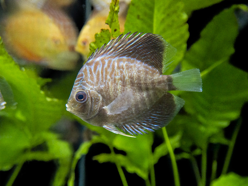 Assorted Discus (Symphysodon aequifasciatus), Tank-Bred - Aquatic Arts ...