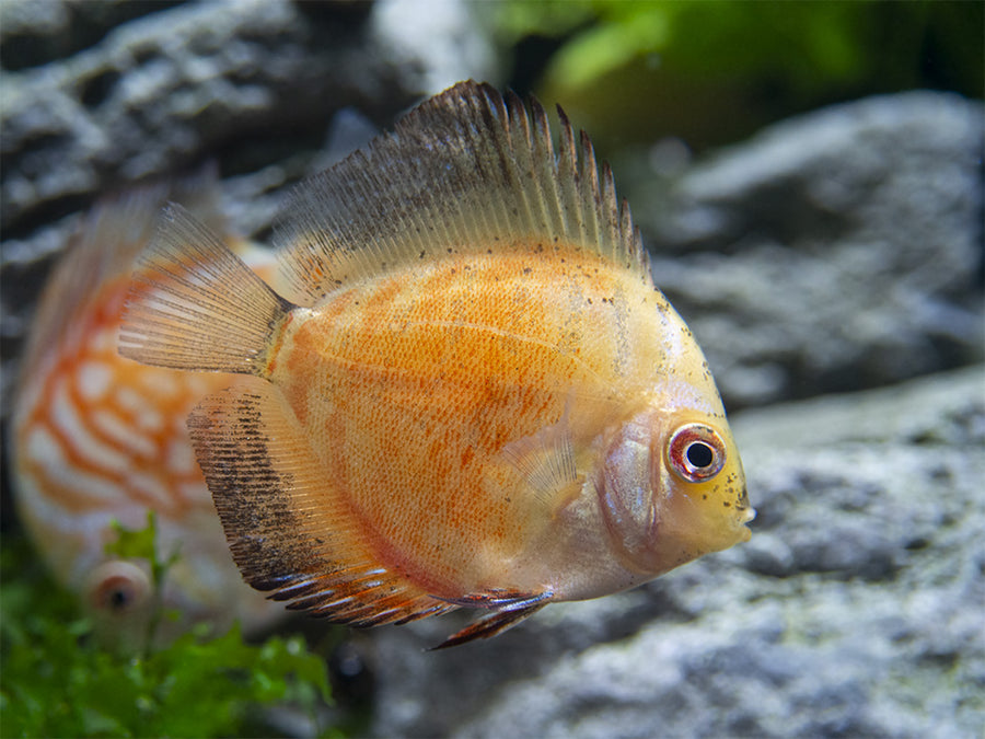 Assorted Discus (Symphysodon aequifasciatus), Tank-Bred - Aquatic Arts