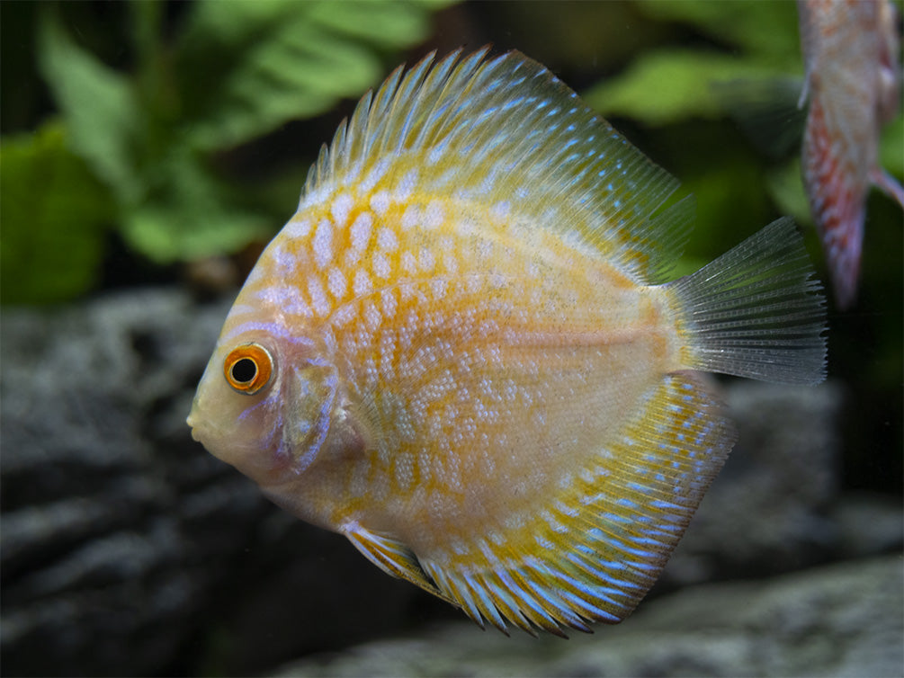Assorted Discus (Symphysodon aequifasciatus), Tank-Bred - Aquatic Arts