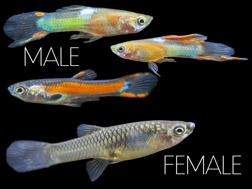 Endlers Livebearers