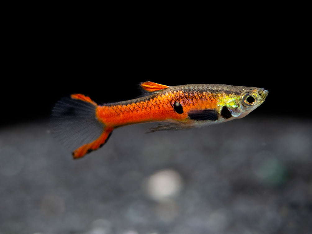 Assorted Endler (Poecilia wingei), USA-Bred! - Aquatic Arts