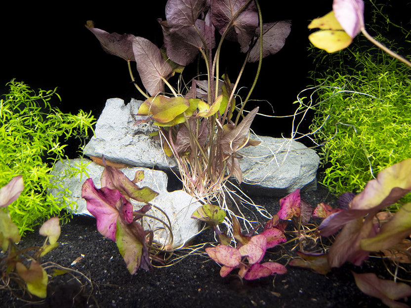 Assorted Water Lily (Nymphaea sp.) 2 bulbs - Aquatic Arts