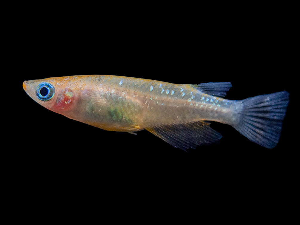 Assorted Medaka Ricefish (Oryzias latipes) - Aquatic Arts on sale today ...