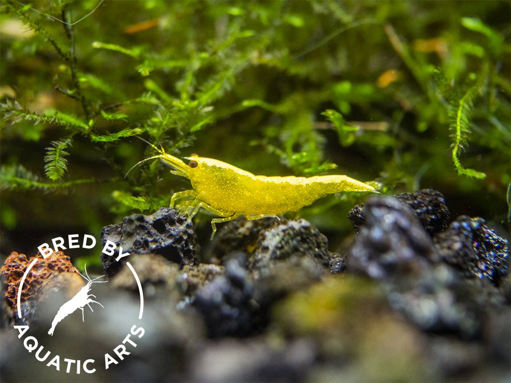 Neocaridina Shrimp – Aquatic Arts