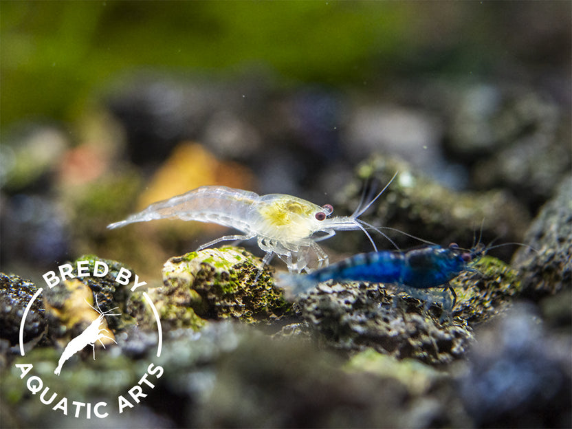 Assorted Neocaridina Shrimp (Neocaridina davidi), BREDBY: Aquatic Arts