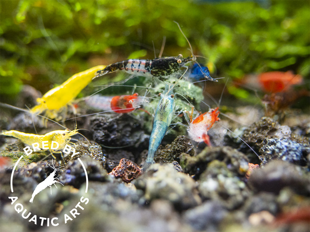 Assorted Neocaridina Shrimp (Neocaridina davidi), BREDBY: Aquatic Arts
